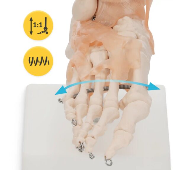 Foot Joint with Ligaments Anatomical Model - Medpoint
