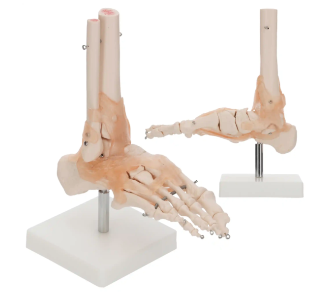 Foot Joint with Ligaments Anatomical Model - Medpoint