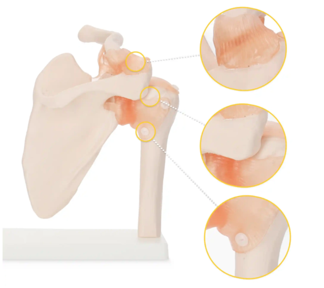 Shoulder Joint Anatomical Model - Medpoint